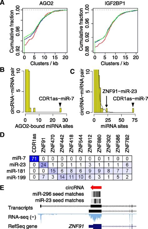 Expanded Identification And Characterization Of Mammalian Circular Rnas Pmc