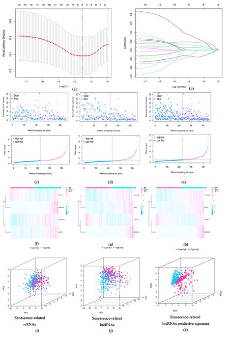 Construction Of Senescence Related Lncrna Signature And Evaluation Of Download Scientific
