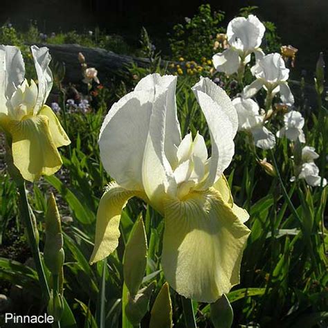 World Of Irises Iris Classics Pinnacle