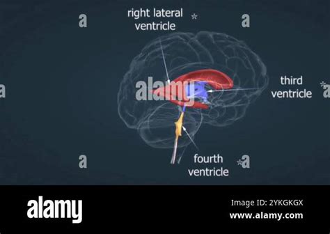 Ventricular System Brain Stock Videos And Footage Hd And 4k Video Clips