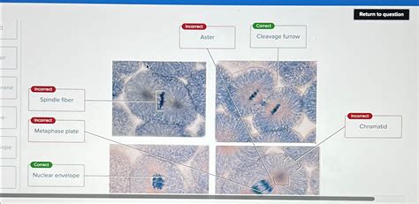 Solved Identify the structures of the cell in each mitotic | Chegg.com