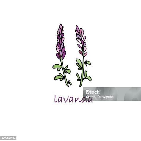 라반다 다채로운 식물 손으로 그린 잉크 아트 디자인 개체 절연 스톡 벡터 일러스트 로크 웹용 인쇄용 허브 티 제품 디자인 식물에 대한 스톡 벡터 아트 및 기타 이미지