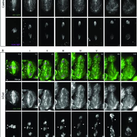 Schematic Showing Distinct Modes Of Acentric Separation At Some Point