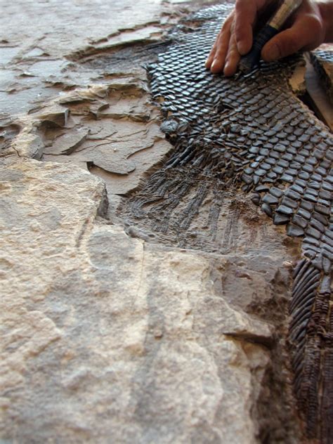 Fossil Prep Lab About Items Natural Fossil Art And Design