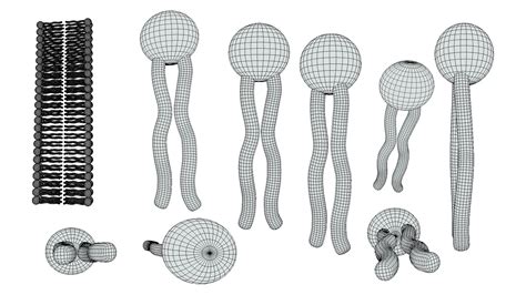 Phospholipid Structure 3d Model