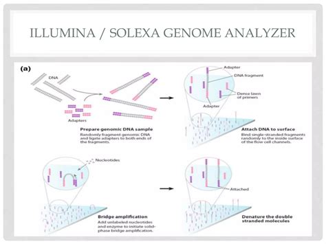 next generation sequencing ppt