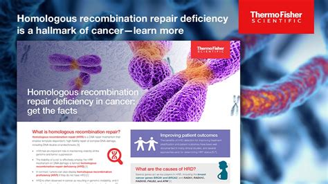 Xiaolin Wang On Linkedin Infographic Homologous Recombination Repair