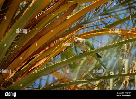 Monk Parakeet Myiopsitta Monachus Grey Green Parrot In Nature Habitat