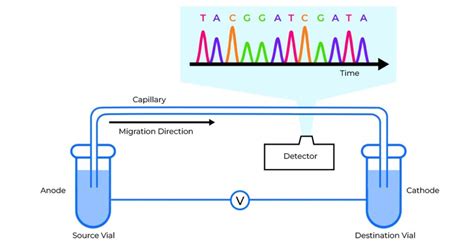 Capillary Electrophoresis In Focus A Solution For Characterization And