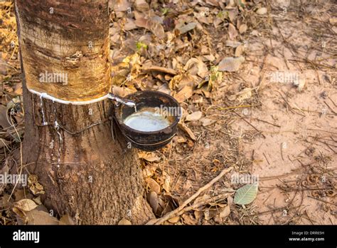 Rubber Tree Sap Hi Res Stock Photography And Images Alamy