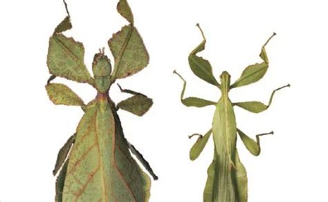 T I Sao H U H T C C Lo I Ng V T C V Con C L N H N Con C I Nh Ng C N Tr Ng Th Ng C L I