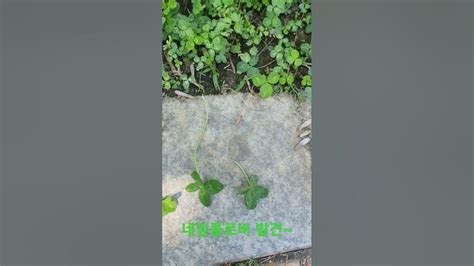 네잎클로버 발견~ Youtube