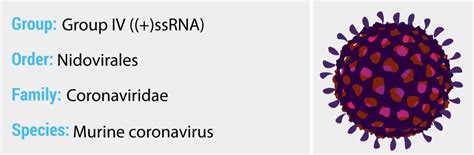 Mouse Hepatitis Quip Labs