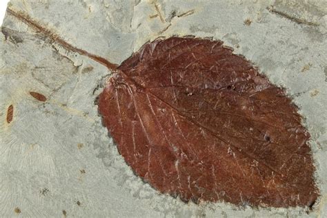 2 5 Detailed Fossil Leaf Celtis Montana 268206 For Sale