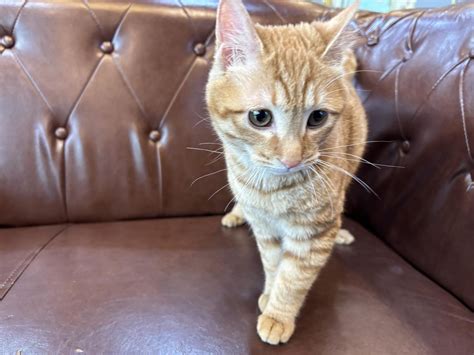 코리안숏헤어 치즈초코 미니푸들무료분양 미니먼치킨무료분양 미니랙돌무료분양 미니브리티쉬숏헤어무료분양 미니스코티쉬폴드무료분양 미니러시안블루무료분양 미니강아지무료분양 미니고양이