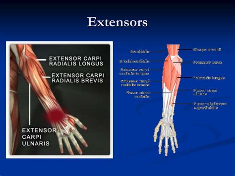 Ppt Skeletal Muscle Groups Powerpoint Presentation Free Download