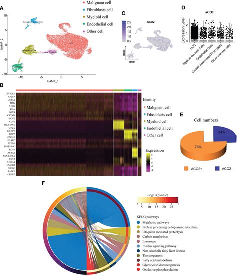 Frontiers Pan Cancer Analysis Shows That Aco2 Is A Potential