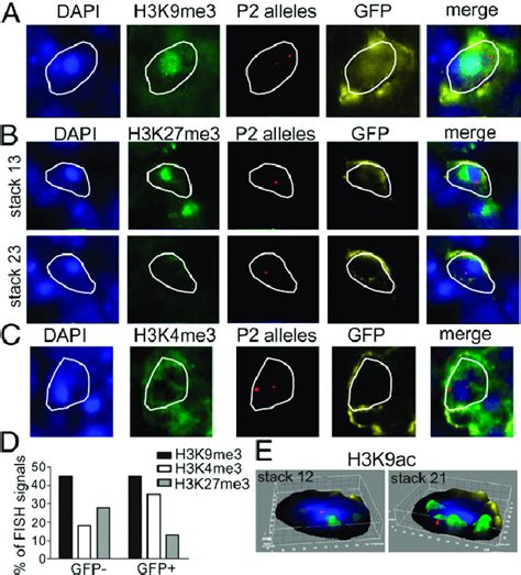 Positioning Of The Active P2 Or Genes A C Representative Immuno Dna Download Scientific
