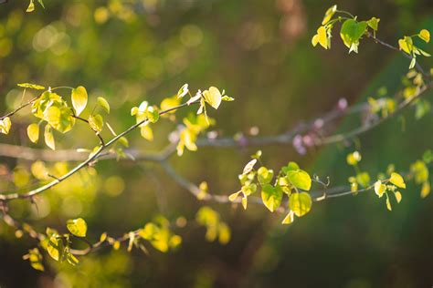 가벼운 가지 경치 계절 고요한 공원 광합성 기후 나무 나무 캐노피 나뭇가지 나뭇잎 날씨 녹색 녹지