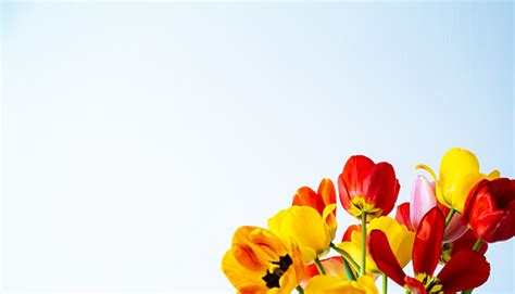 복사 공간이있는 밝은 파란색 배경에 빈티지 유리 꽃병에 여러 가지 빛깔의 튤립의 큰 꽃 다발 명함 초대 엽서 문자 문자를 인사하기 위한 장소입니다 국제 휴일 기치 0명에