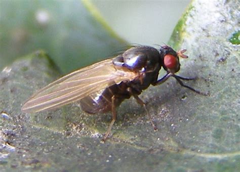 Small Black Fly Life And Opinions Life And Opinions