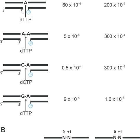 Substrate Utilization And Kinetic Parameters For Pols μ And λ A