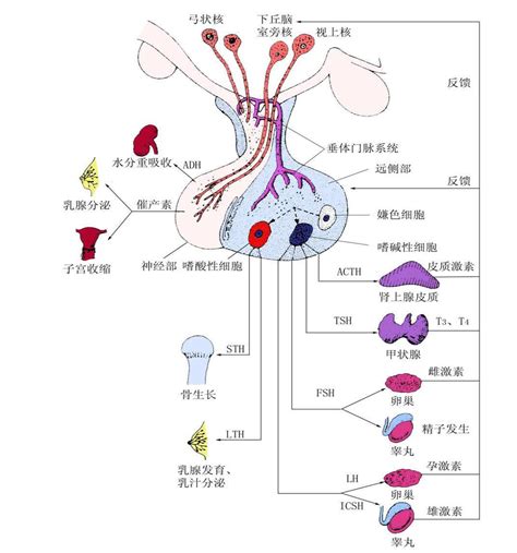 叛逆的细胞——垂体瘤的前世今生 垂体瘤 脑垂体 细胞 激素 肿瘤 药物 手术 健康界