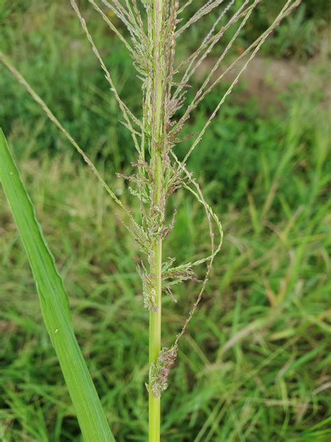 Sprangletop Mucronate Sprangletop Red Sprangletop Weeds Australia
