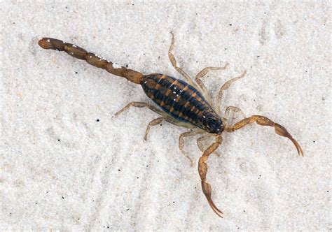 This Is Where Youll Find Scorpions In America A Z Animals Slideshows