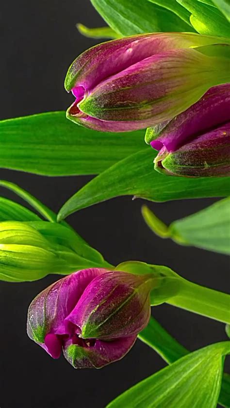 [Видео] «flowers Фотографии цветов Красивые цветы Вьющиеся розы