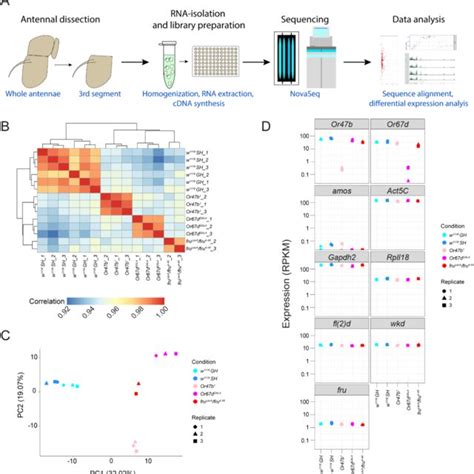 overview of rna seq samples from male antennae a schematic for