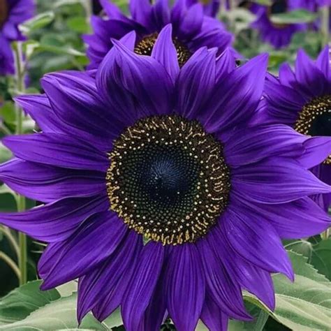 Purple Sunflower 50 Seeds For Sale Stunning And Colorful Flower Seeds