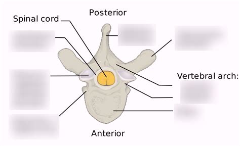 Vertebrae Diagram Quizlet