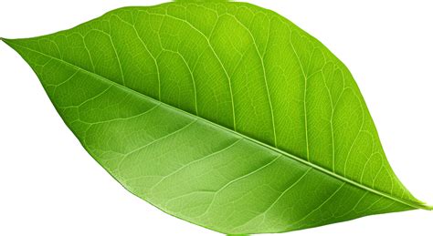Leaf Png With AI Generated PNG