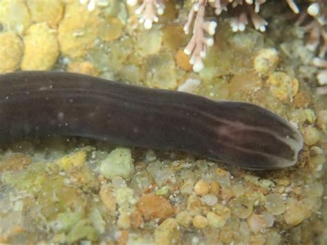 Taxonomy Lineidae