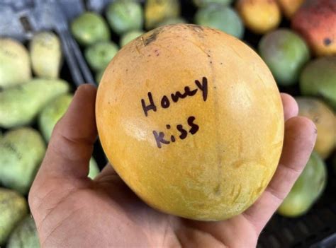 Honey Kiss Mango Grow Guide Tropical Tree Guide