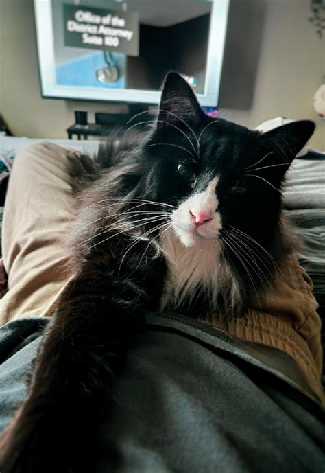 Ethan Was Totally Right About Cats This Is Albert Hes A Major