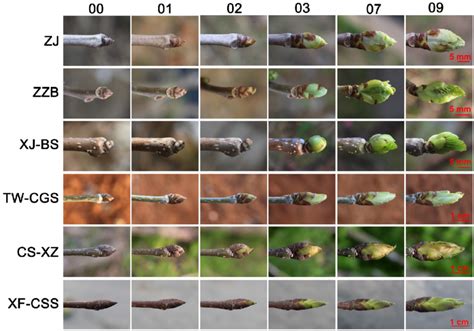 stages of bud development for mulberry according to the bbch scale