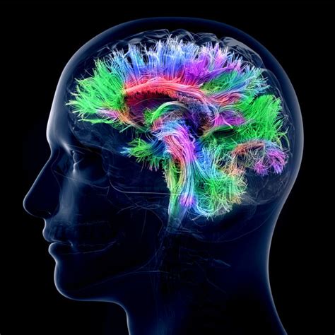 Too Many Synaptic Connections In Cerebellum Creates Problems