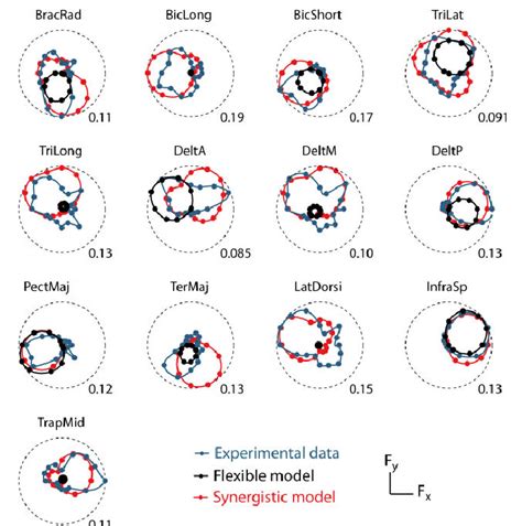 Comparison Of Experimental And Predicted Directional Tuning Of Muscle