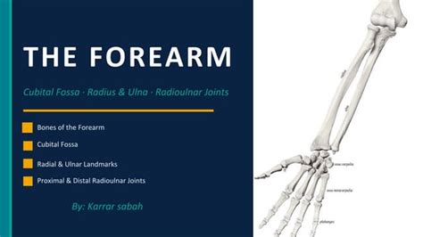 Comprehensive Anatomy Of The Forearm Bones Joints And Clinical