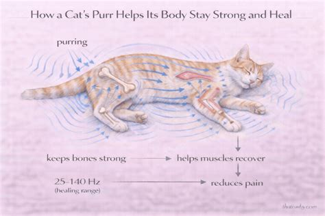 Why Cats Purr The Healing Frequency That Is Why