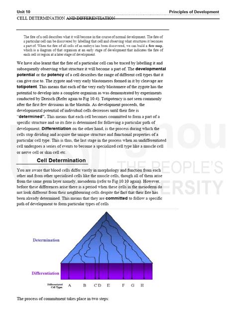 Cell Determination And Differentiation 1 Pdf Gene Developmental Biology