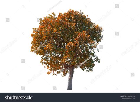 Tree Isolated On White Background Stock Photo Shutterstock