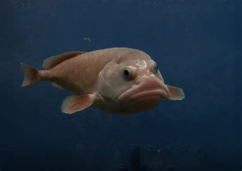 What Do Blobfish Look Like Underwater