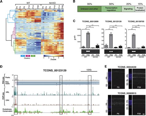 In Silico De Novo Analysis And Validation Of Putative Protein Coding