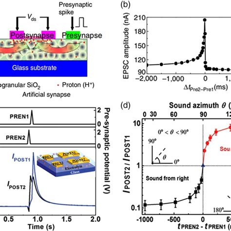 A Schematic Diagram Of A Laterally Coupled Izo‐based Neuromorphic