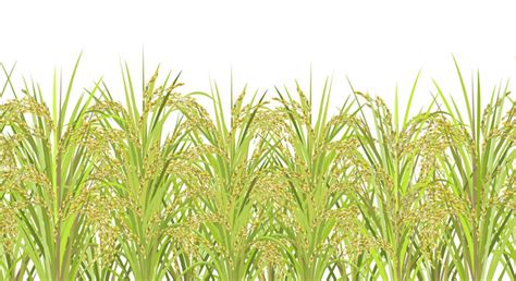 Paddy Images Browse Stock Photos Vectors And Video Adobe Stock