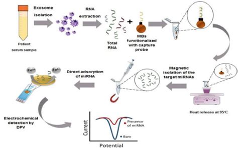 Schematic Representation Of Steps For The Development Of An Download Scientific Diagram