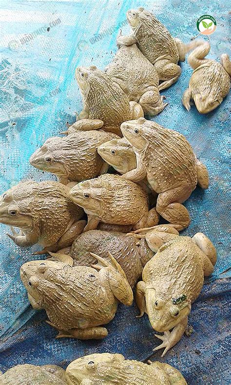 วิธีเพาะพันธุ์กบ ลูกพันธุ์คุณภาพเขตอีสาน ฉบับวาสนาฟาร์มกบ